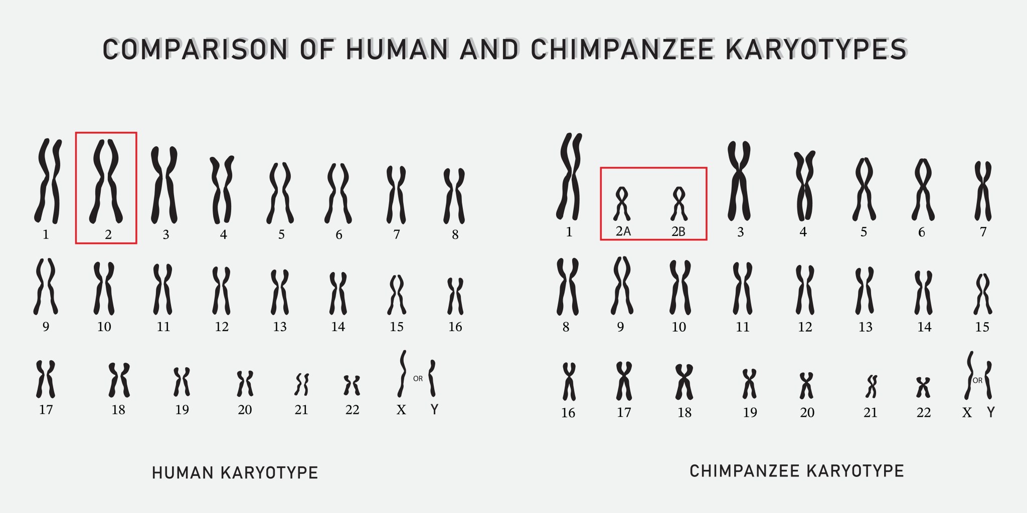 Humans and Chimpanzees Have a Common Ancestor – Super Facts