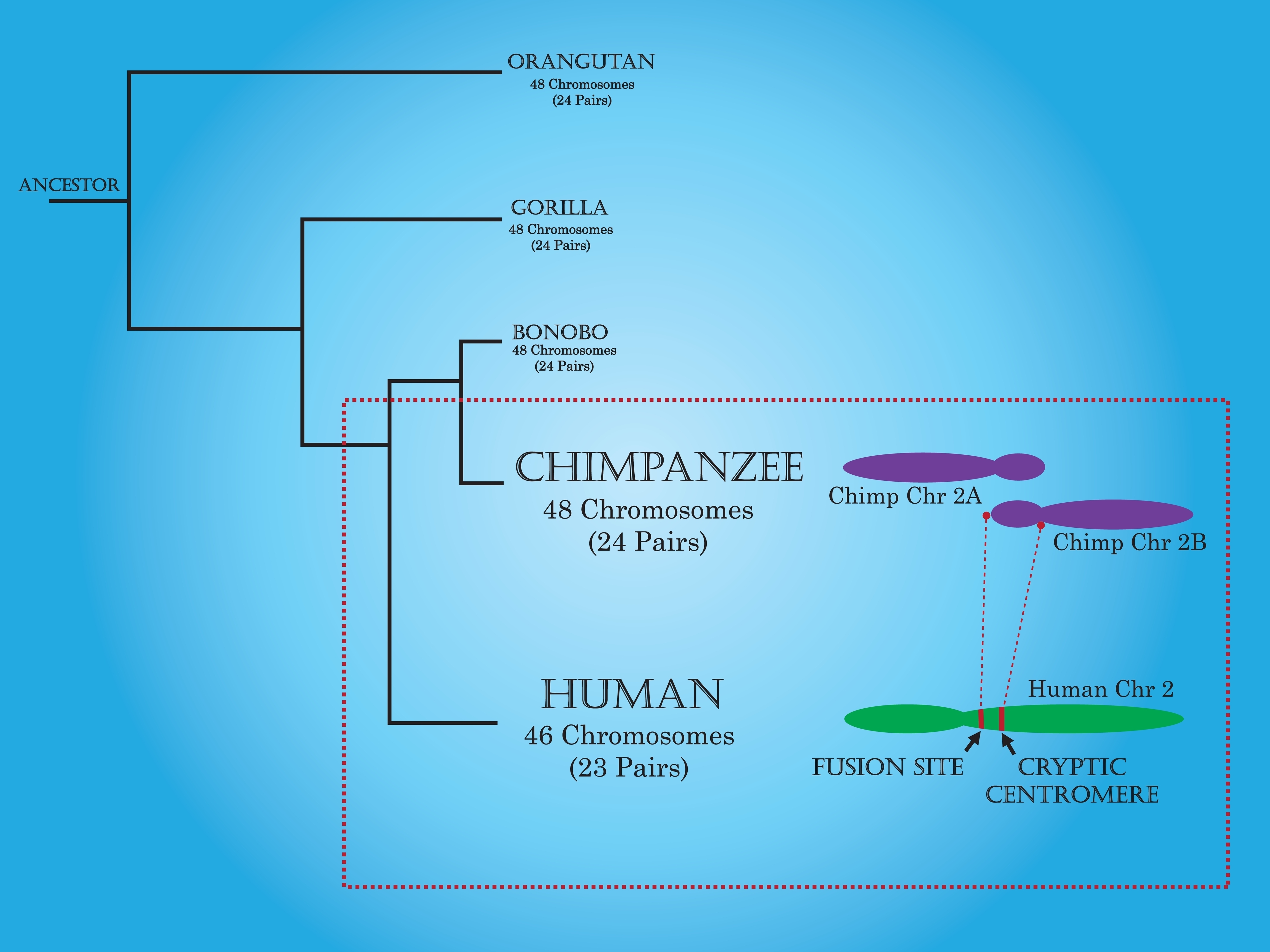 Humans and Chimpanzees Have a Common Ancestor – Super Facts